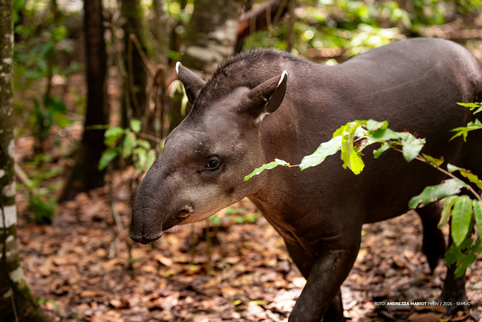 Do resgate ao acolhimento: a vida tranquila de uma anta no Bosque dos ...